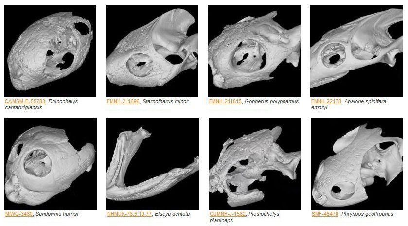 Describing 3D Data in MorphoSource 2.0 - Bitstreams: The Digital ...