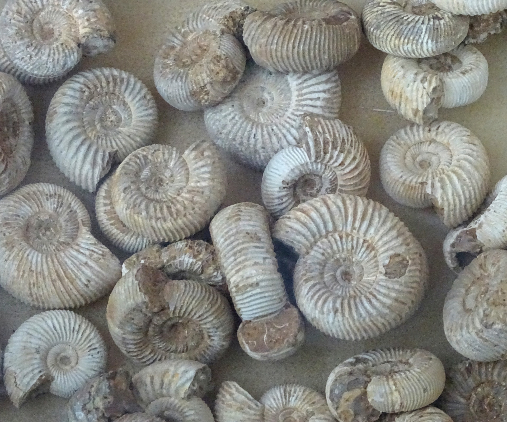 MorphoSource: Features in Development - Bitstreams: The Digital ...